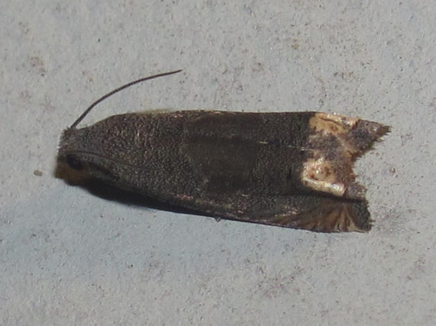 Ragweed Borer (Insects of Kern County) · iNaturalist