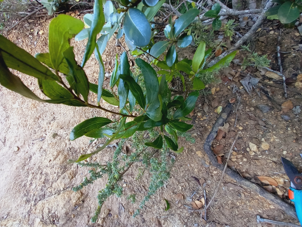 Mountain Guarri from Herolds Bay, 6615, South Africa on April 30, 2022 ...