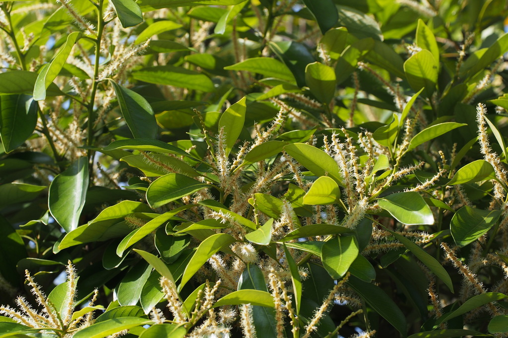 Japanese stone oak (Lithocarpus edulis) - Botanical Realm