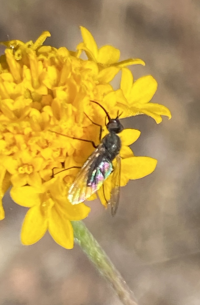 Bee Flies from Mission Trails Regional Park, San Diego, CA, US on April ...