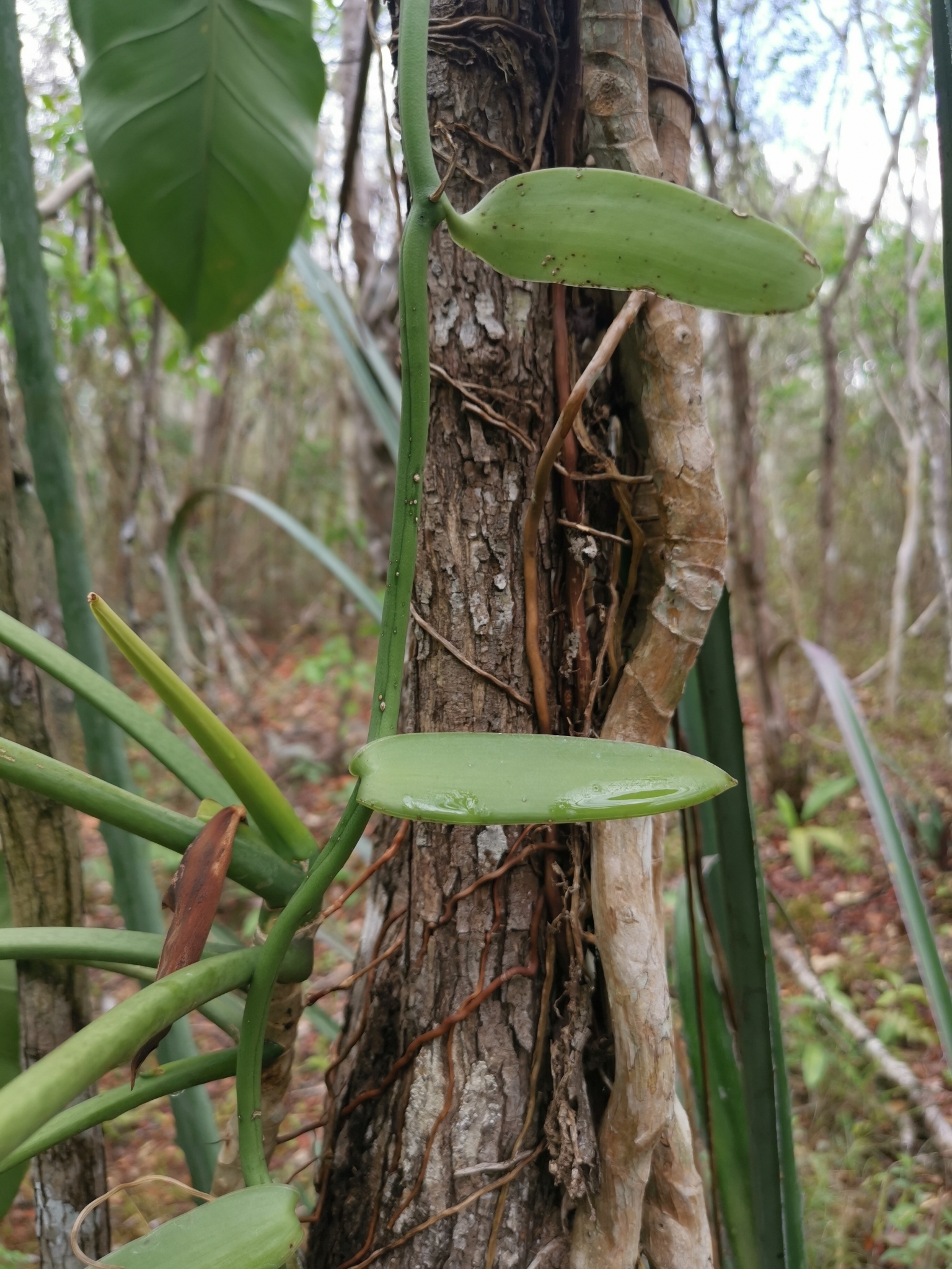 Vanilla insignis Ames