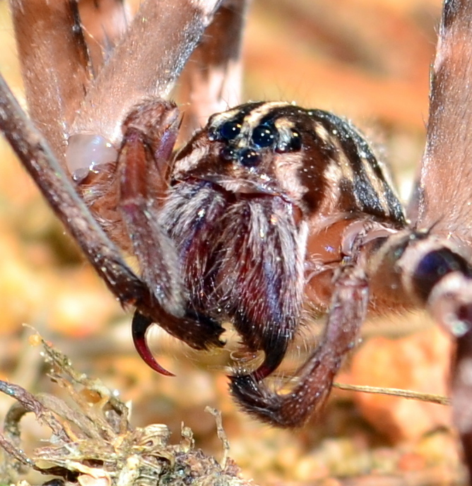 RTA Clade Spiders from Springvalley Farm 200KU Kempiana Nature Reserve ...