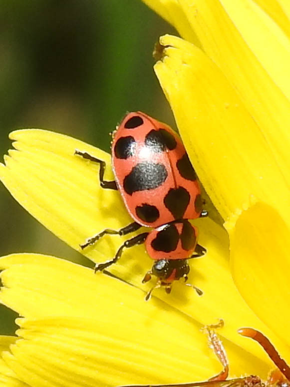 Spotted Pink Lady Beetle from Worcester, Massachusetts, United States ...