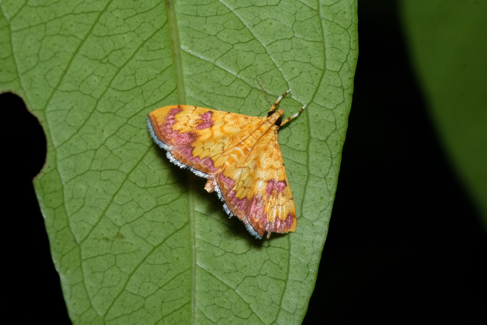 Isocentris filalis Guenée, 1854