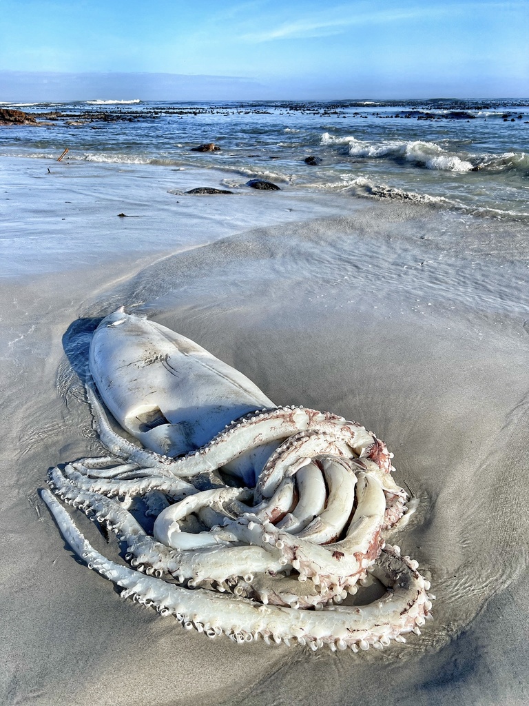 Giant Squid from South Atlantic Ocean, Cape Town, WC, ZA on April 30 ...