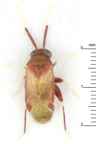 Campylomma marjorae · iNaturalist