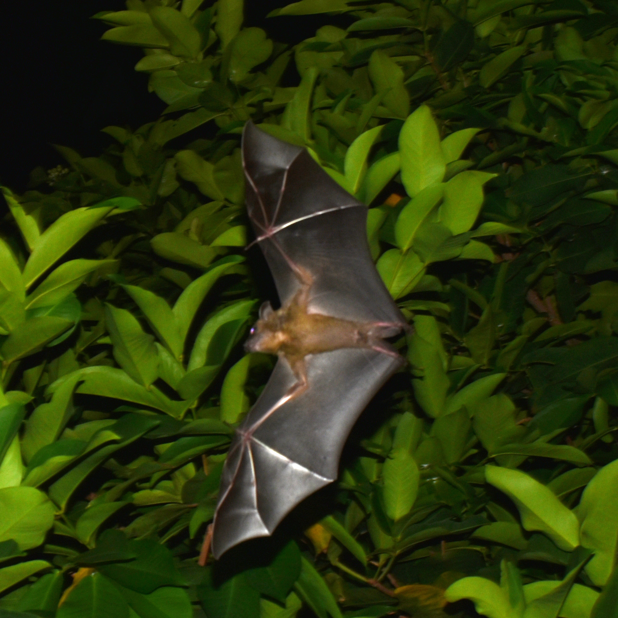 Cynopterus sphinx (Vahl, 1797)