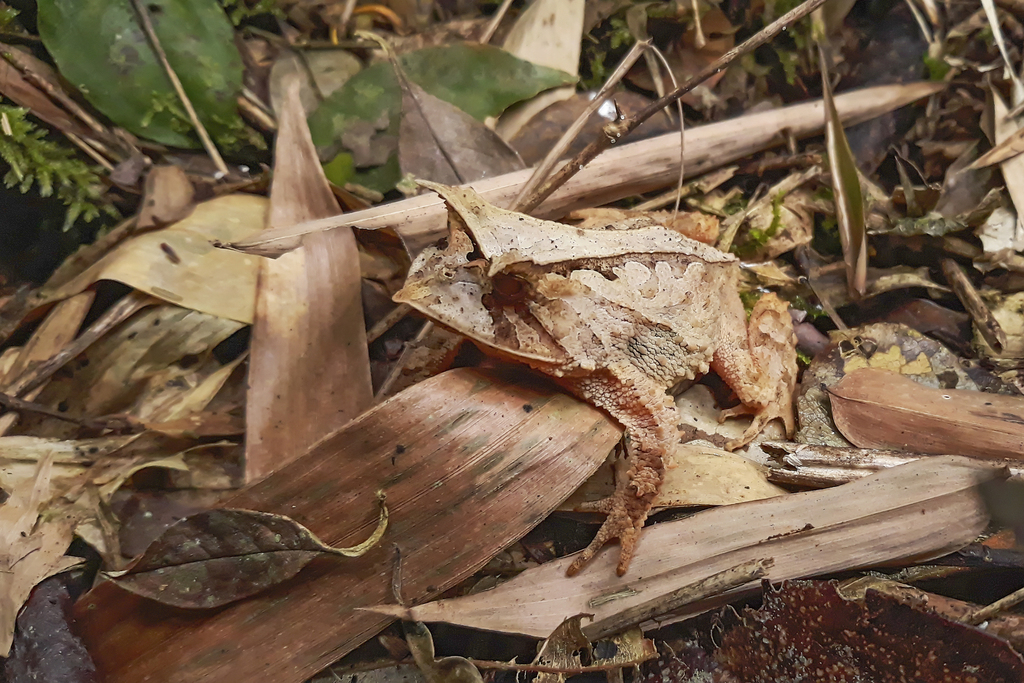 Bahia Smooth-horned Frog from Ibitirama - ES, Brasil on February 17 ...
