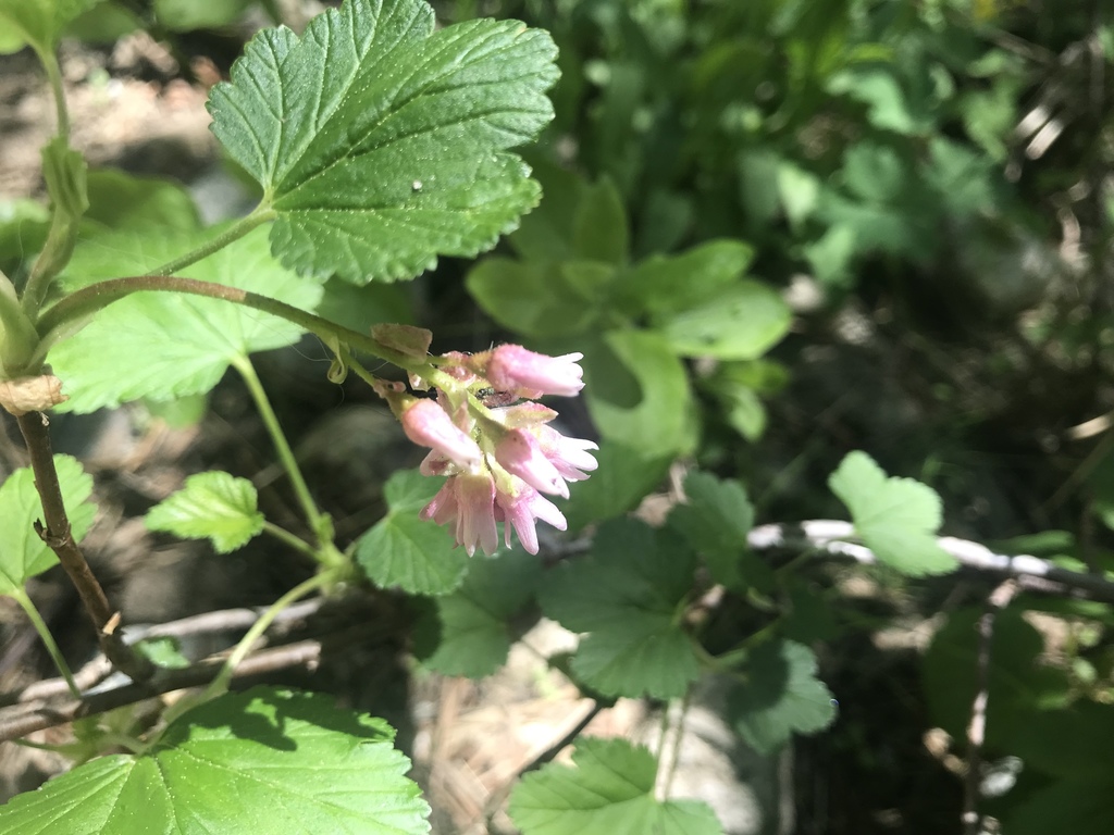 mountain pink currant from Tahoe National Forest, Emigrant Gap, CA, US ...