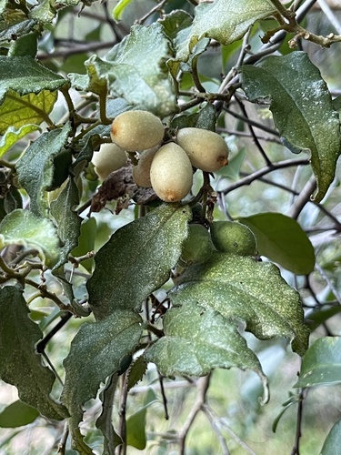 Genus Pyrenacantha · iNaturalist