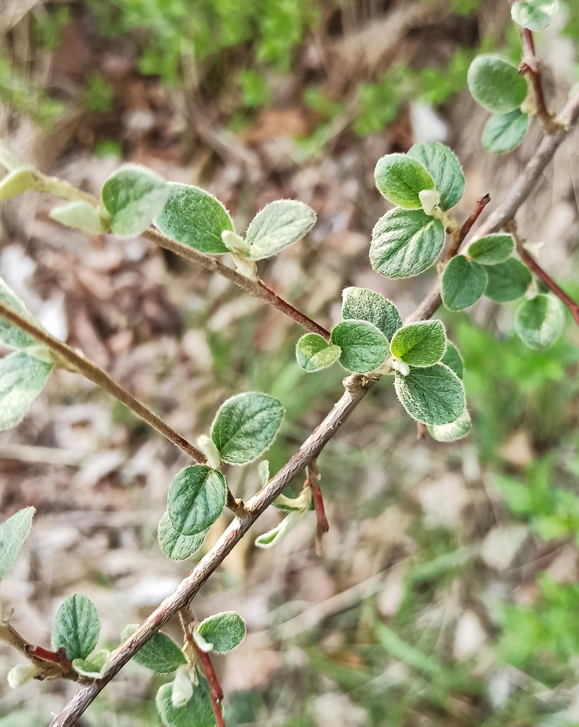 Diels' Cotoneaster from Praha 12, Česko on April 30, 2022 at 05:25 AM ...