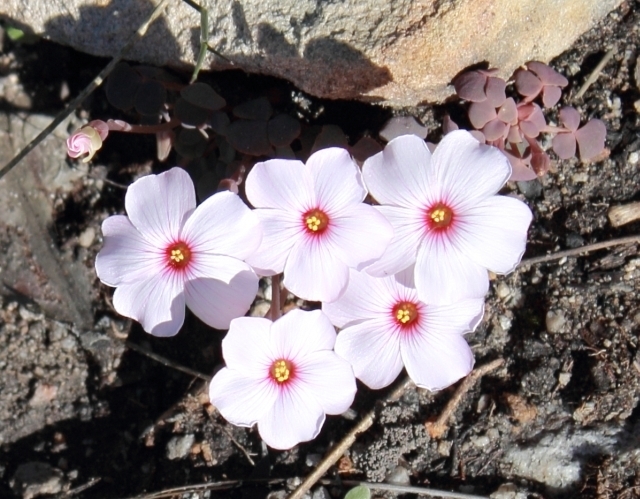 woodsorrels (Oxalidaceae (Oxalis or Wood-sorrel) of the Pacific ...