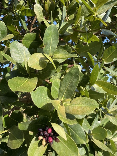 Water Berry (Invasive and Weedy Indigenous Species of Knysna ...