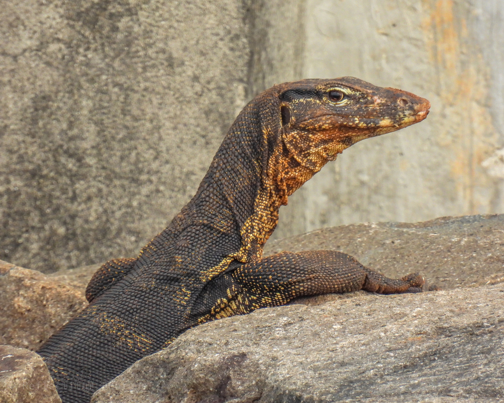 Two-striped Water Monitor from Jakarta Utara, Jakarta Raya, Indonesia ...
