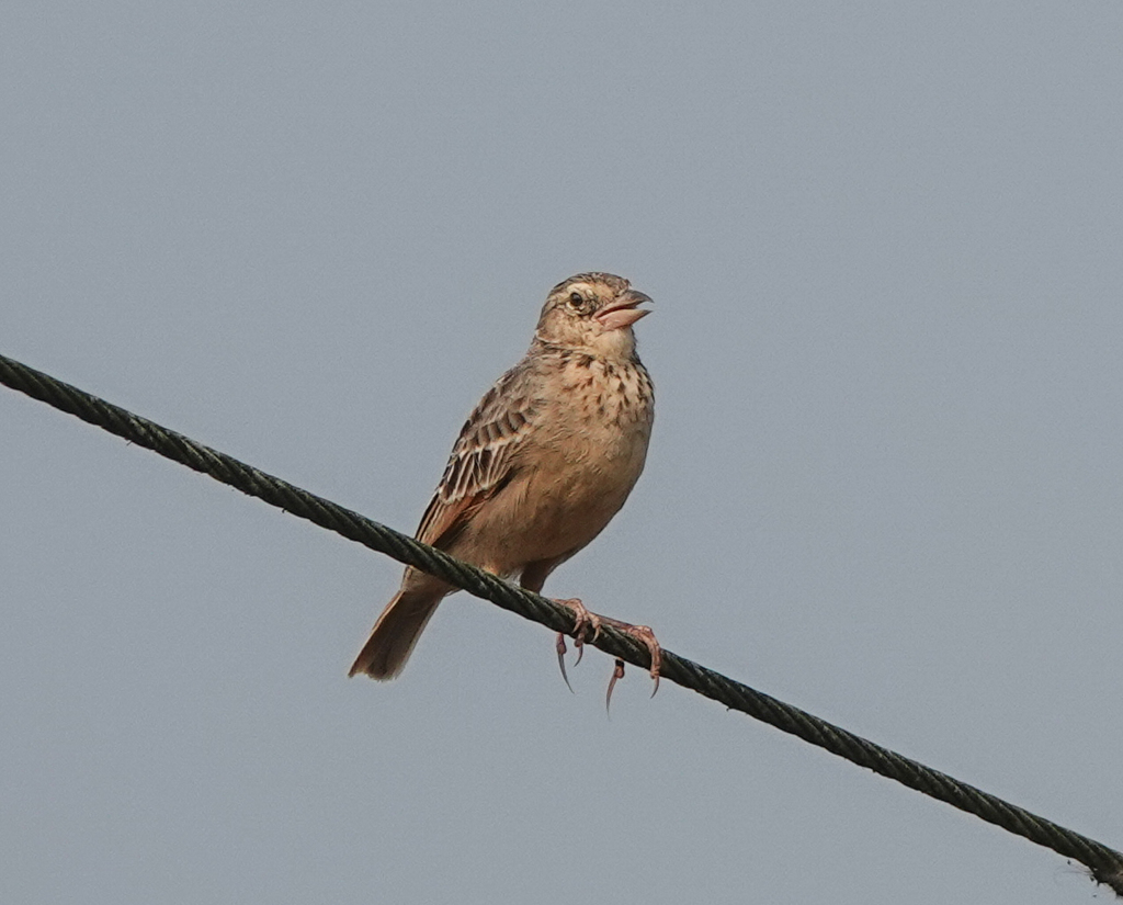 Bengal Bushlark (Mirafra assamica) - Avian Discovery