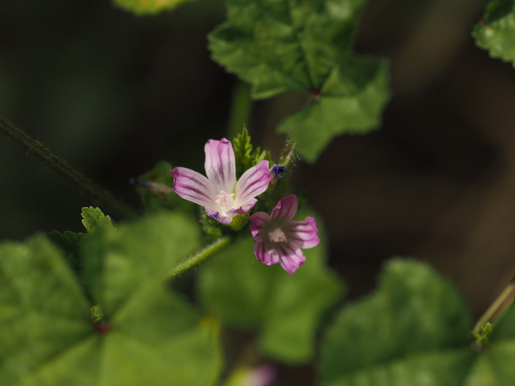 Mallows from Center Rd, Novato, CA, US on April 29, 2022 at 01:32 PM by ...