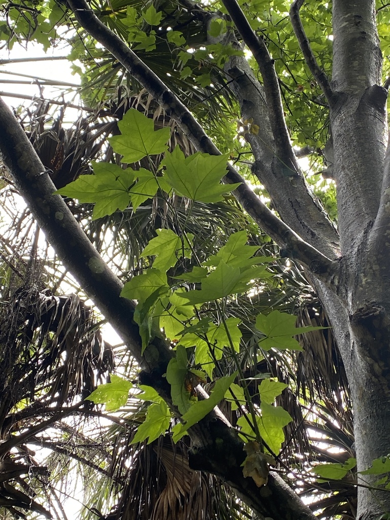 red maple from Arch Creek Park, North Miami Beach, FL, US on April 30 ...