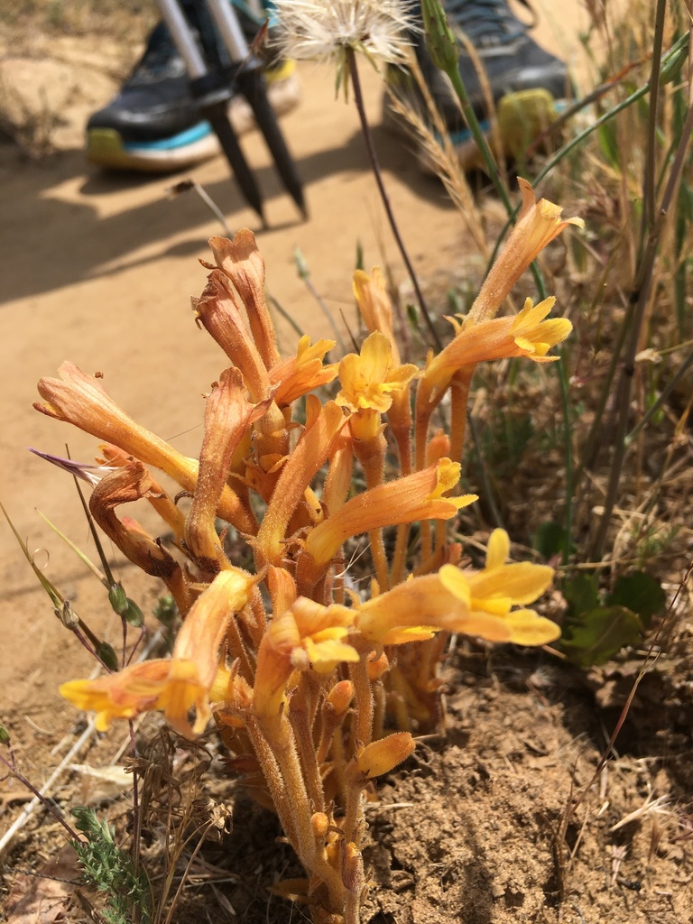 yellow clustered broomrape from Napa, CA, US on April 18, 2022 at 02:03 ...