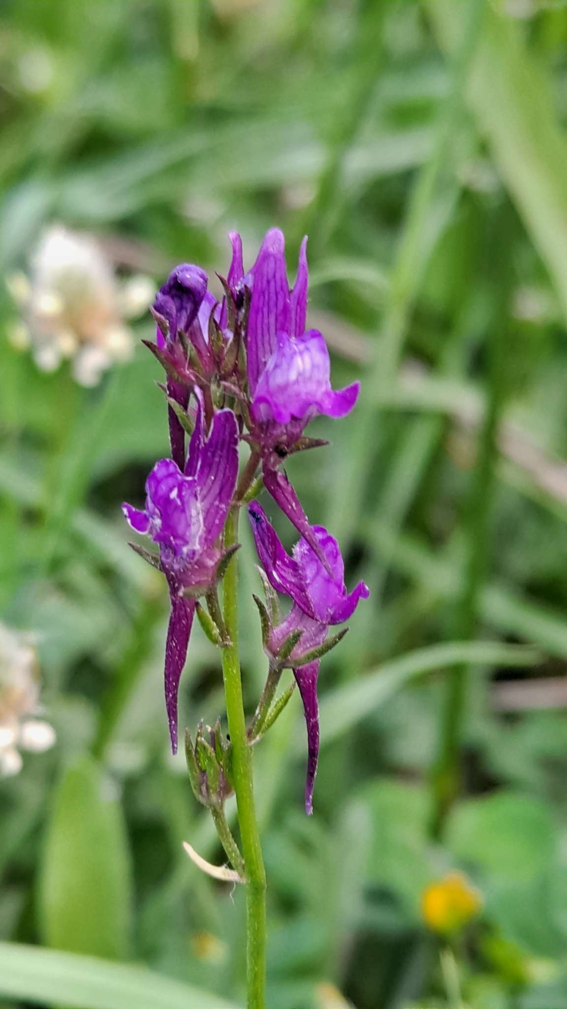 Linaria pelisseriana (L.) Mill.