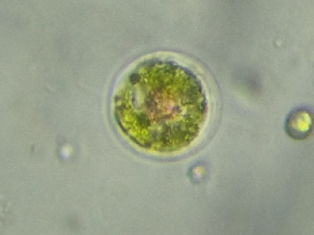 Chlorella from Wuhan, CN-HU, CN on April 30, 2022 at 11:31 AM by ...