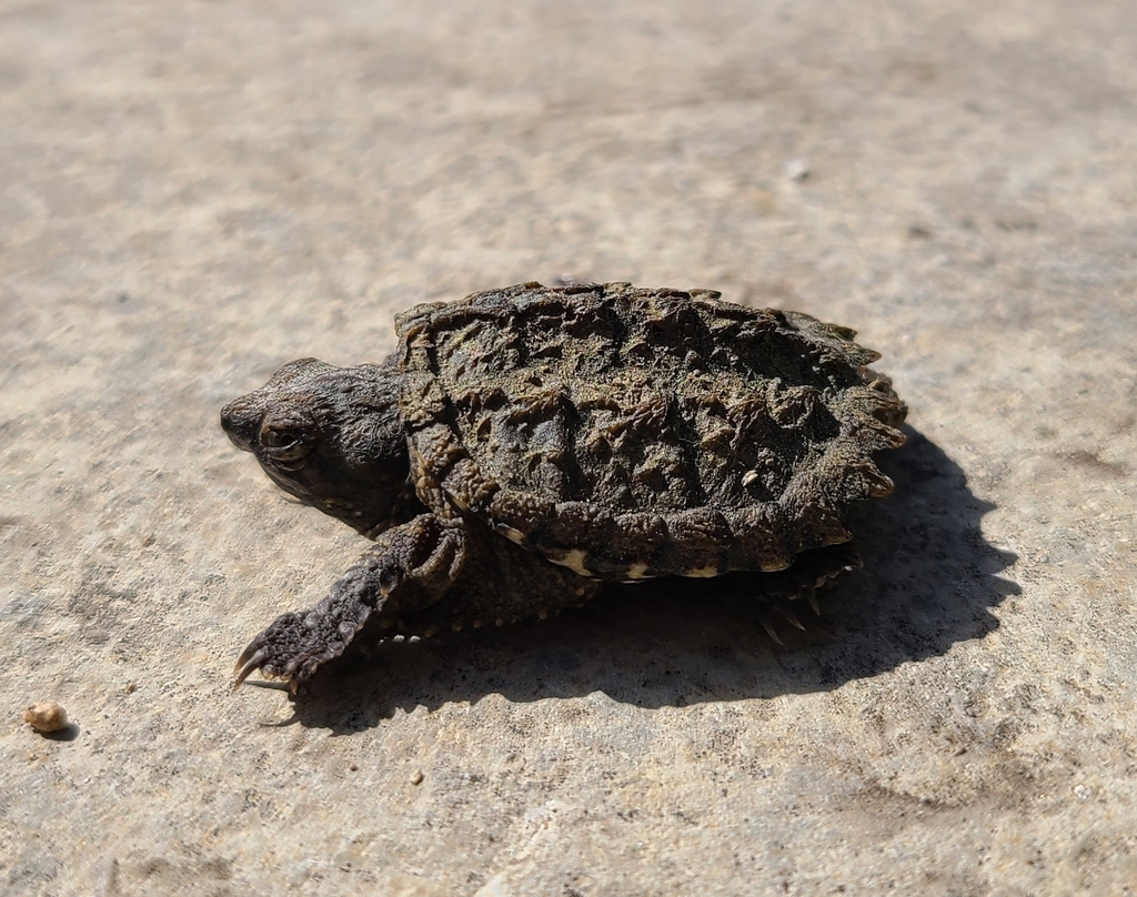 Common Snapping Turtle from Riverside, Wichita, KS 67203, USA on April ...