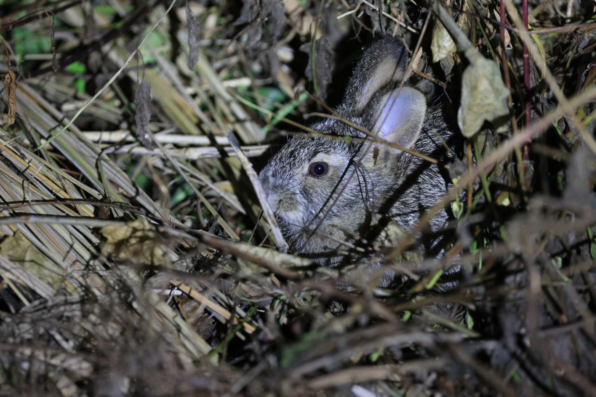 Lepus sinensis Gray, 1832