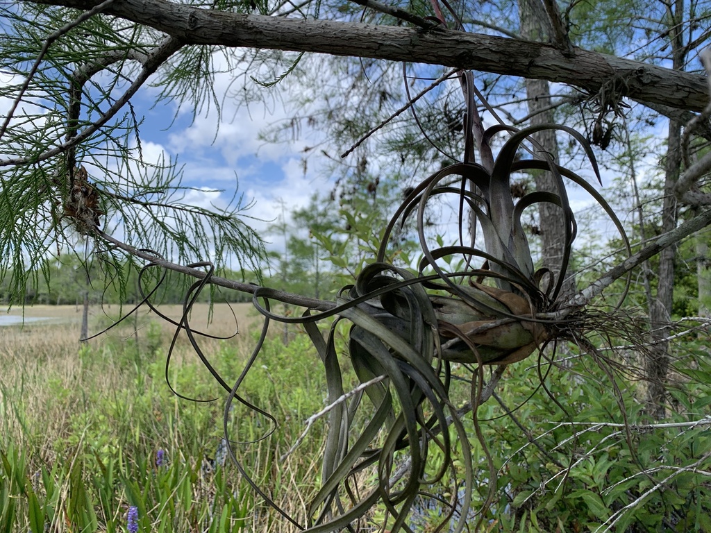 Balbis' airplant in April 2022 by allisonagnello. Coral pink ...