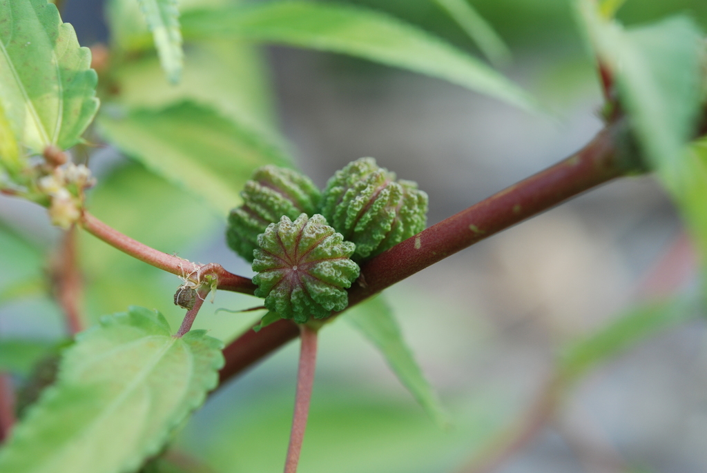 (Corchorus capsularis) - Botanical Realm