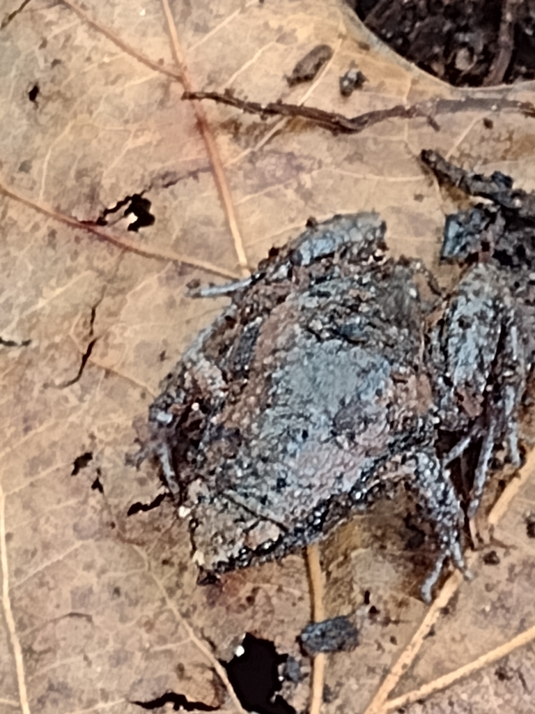 Eastern Narrow-mouthed Toad in April 2022 by herper132. Lifer · iNaturalist