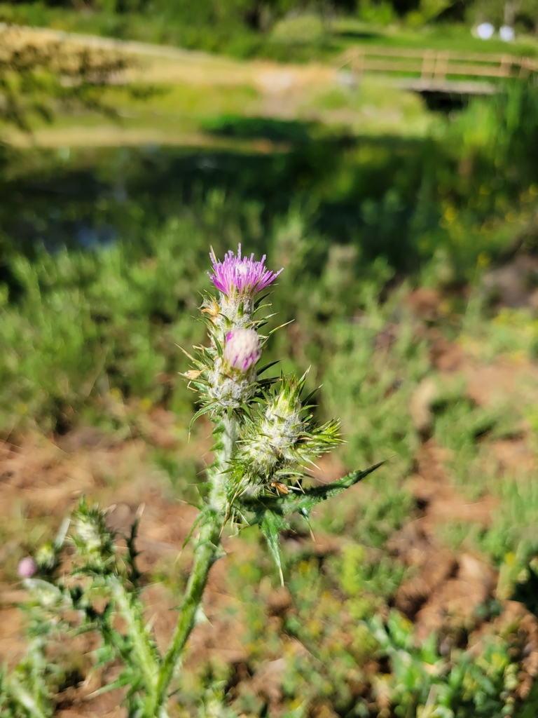 Italian thistle from Devore Heights, CA 92407, USA on April 30, 2022 at ...