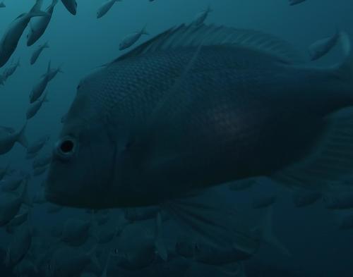 género Cheimerius · NaturaLista Colombia