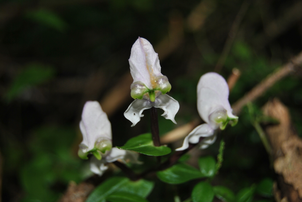 Fanny Kappie (Liliopsida (Monocots) of the Mfolozi River catchment ...