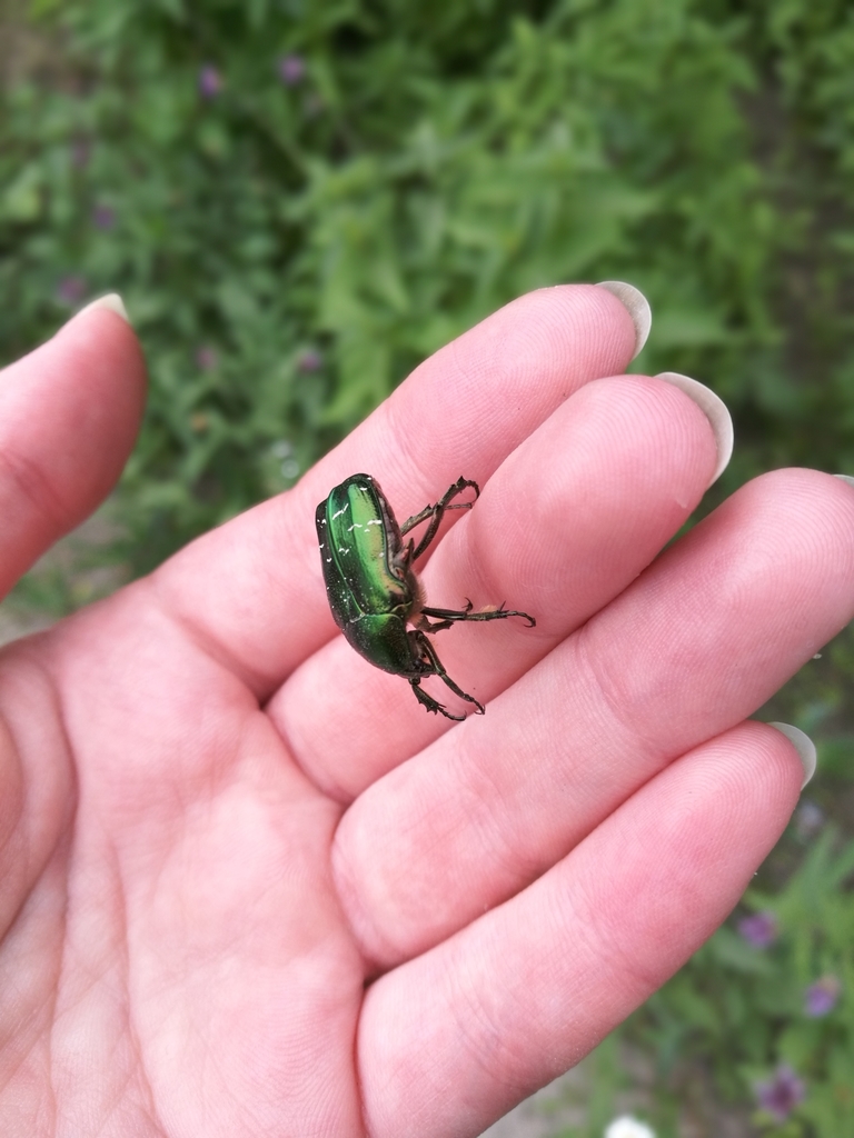 European Rose Chafer from Рабочая ул., 6, Белгород, Белгородская обл ...