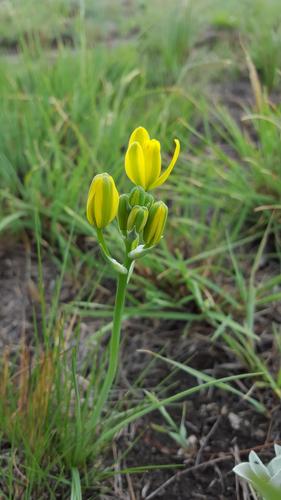 Albuca rupestris · iNaturalist