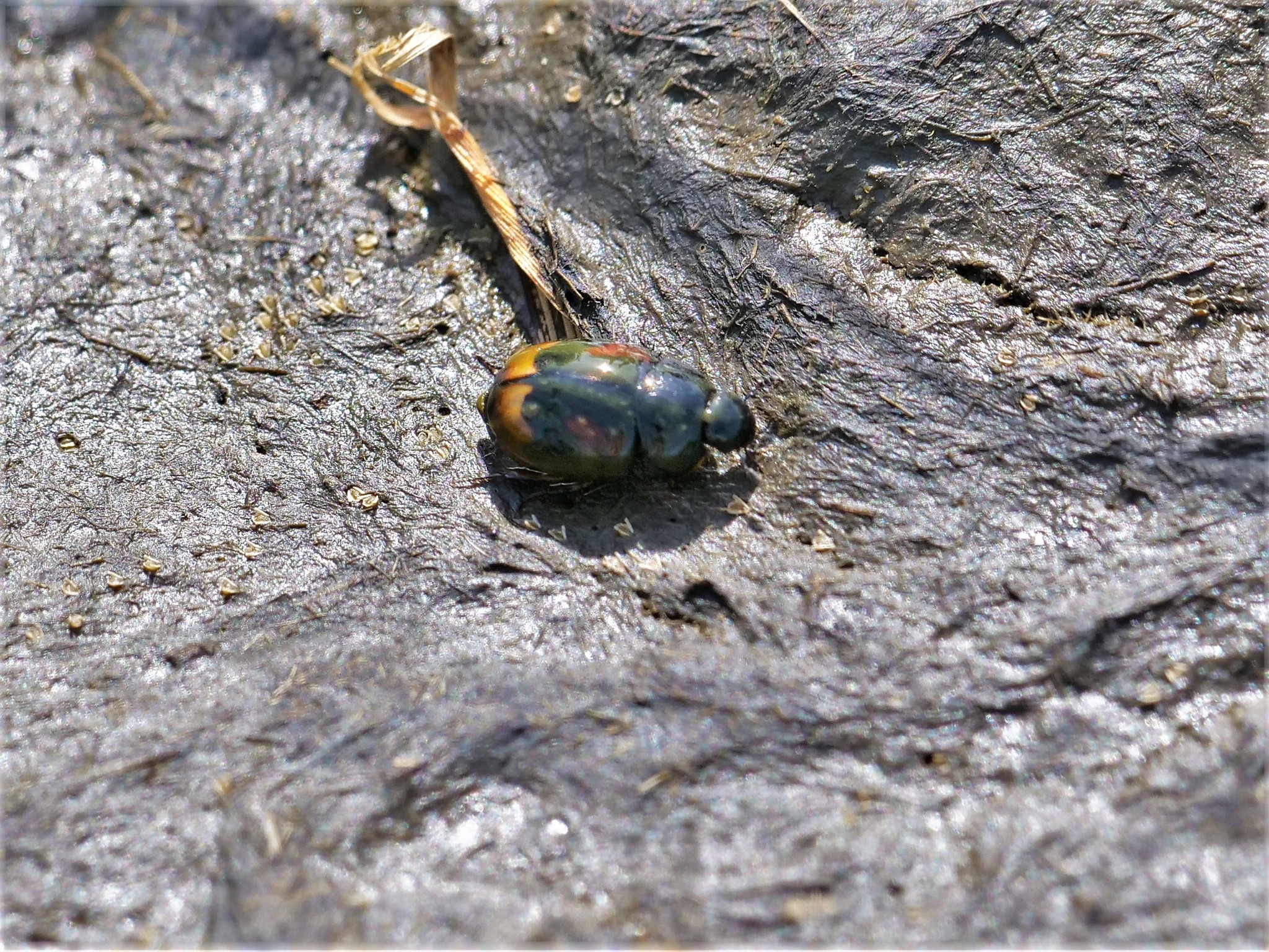 Sphaeridium scarabaeoides (Linnaeus, 1758)