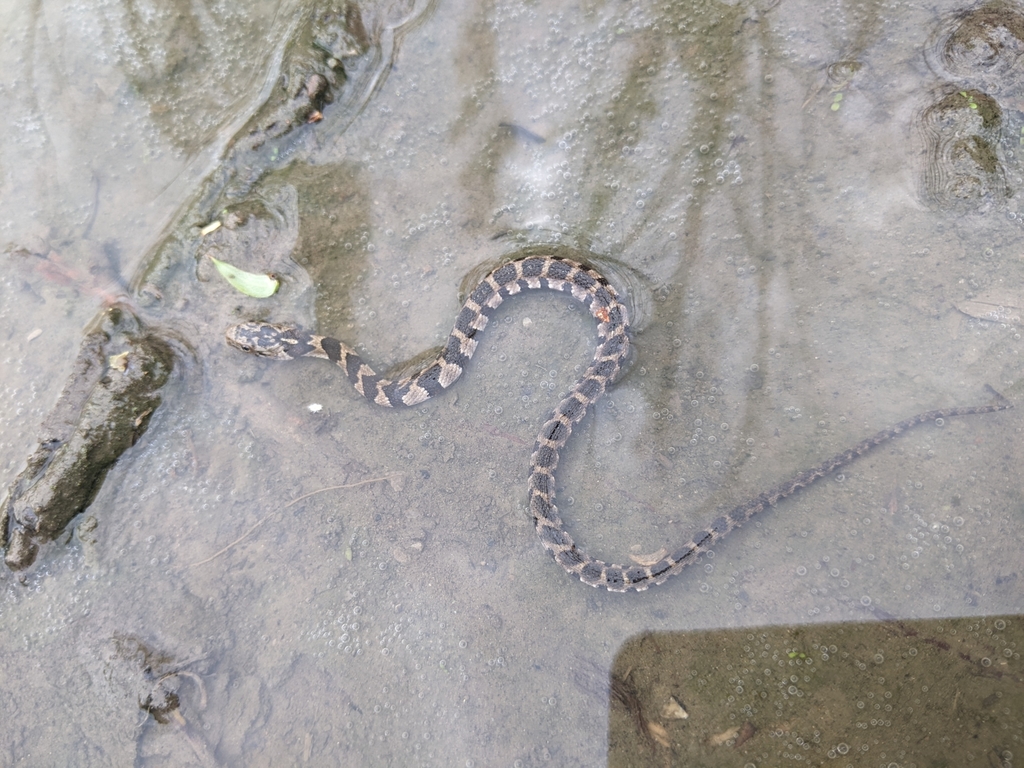 Midland Watersnake from Chouteau Township, IL, USA on April 30, 2022 at ...