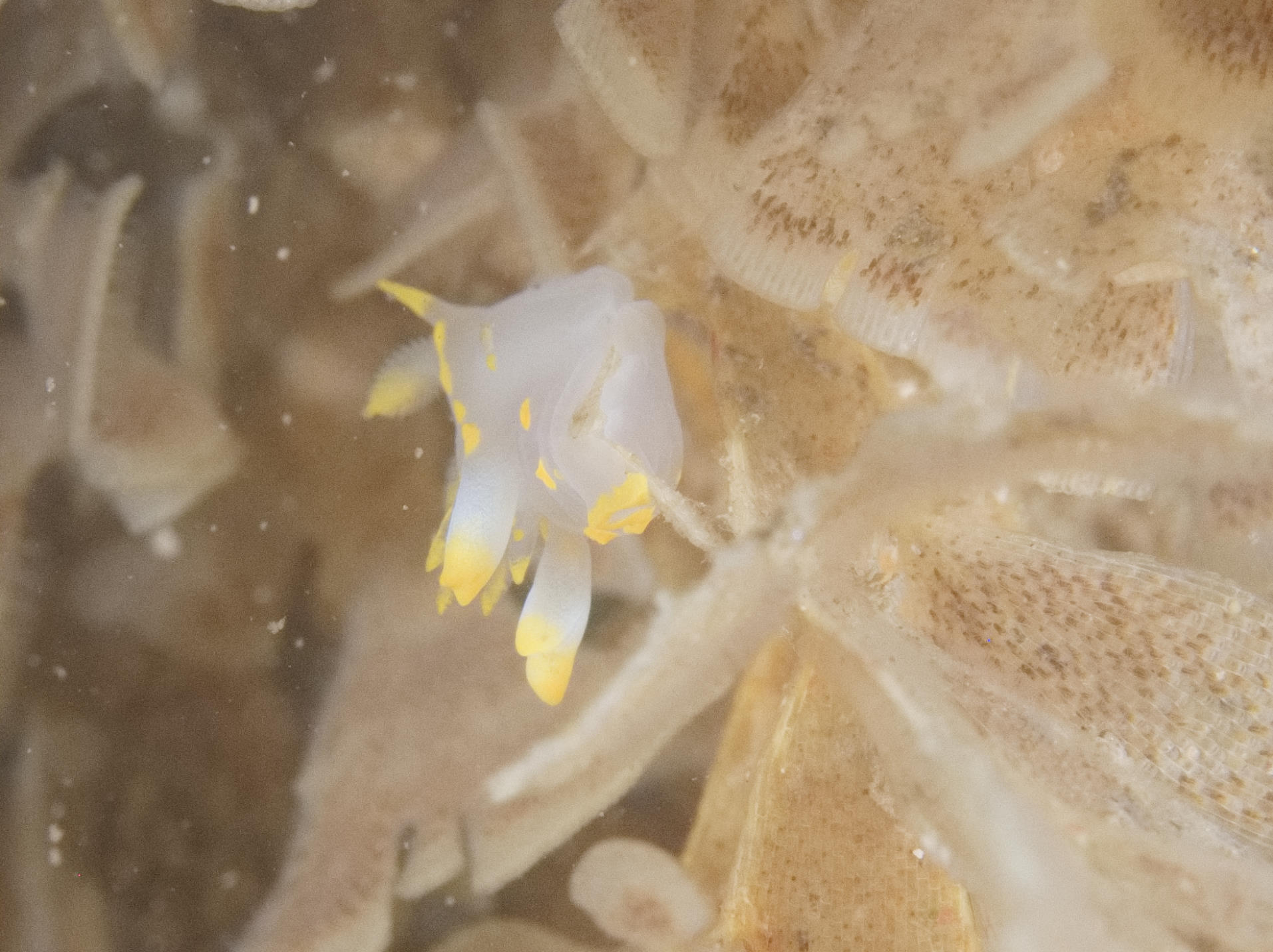 Polycera faeroensis Lemche, 1929