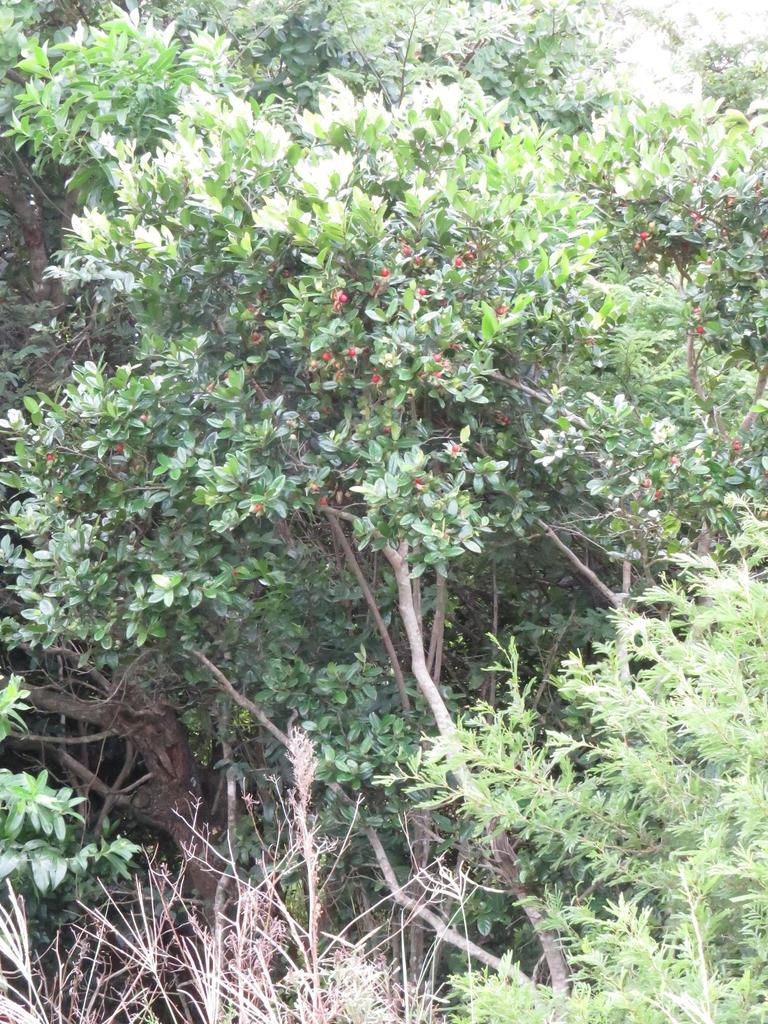 Coastal Bladdernut from Western Shores on March 19, 2017 by ...