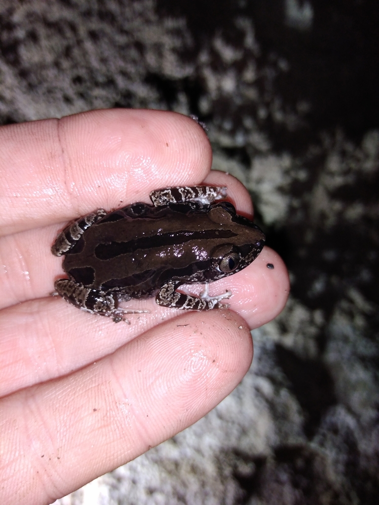 Senegal Running Frog from St Lucia Park, South Africa on April 30, 2022 ...