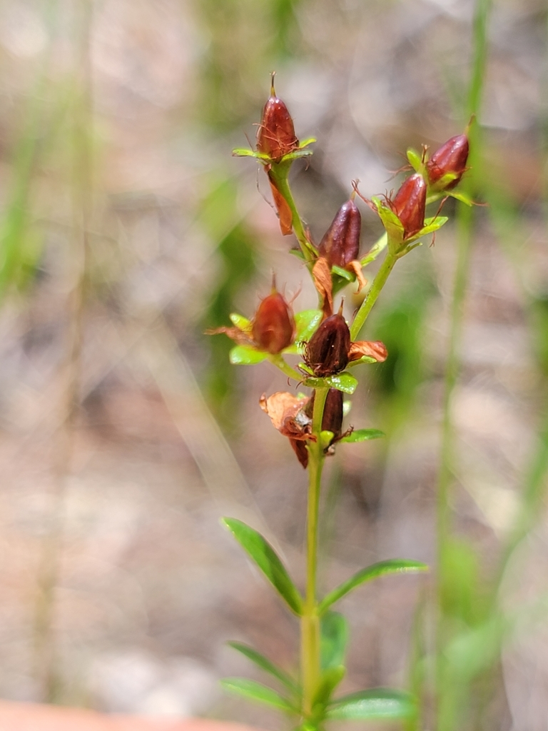 roundpod St. John's-wort from Water Catchment Area, West Palm Beach, FL ...