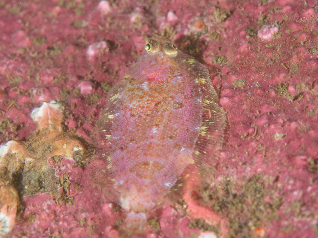 Norwegian Topknot from Northumberland, England, GB on April 30, 2022 at ...