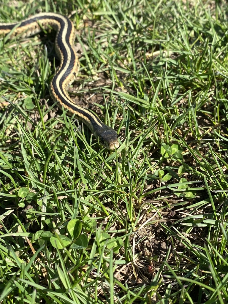 Common Garter Snake from Wapsipinicon State Park, Anamosa, IA, US on ...