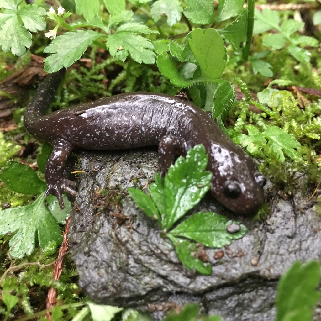 Taiwan Lesser Salamander in June 2018 by Mei-lien Hsu. 觀霧森林遊樂區 ...