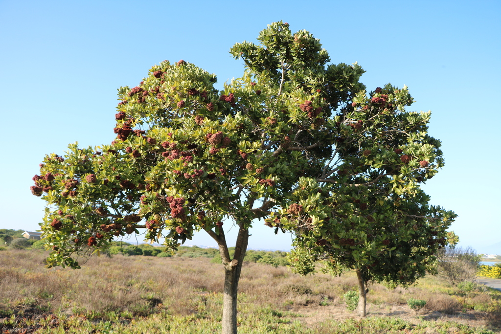 Water Berry from Bloubergstrand, Cape Town, 7441, South Africa on April ...