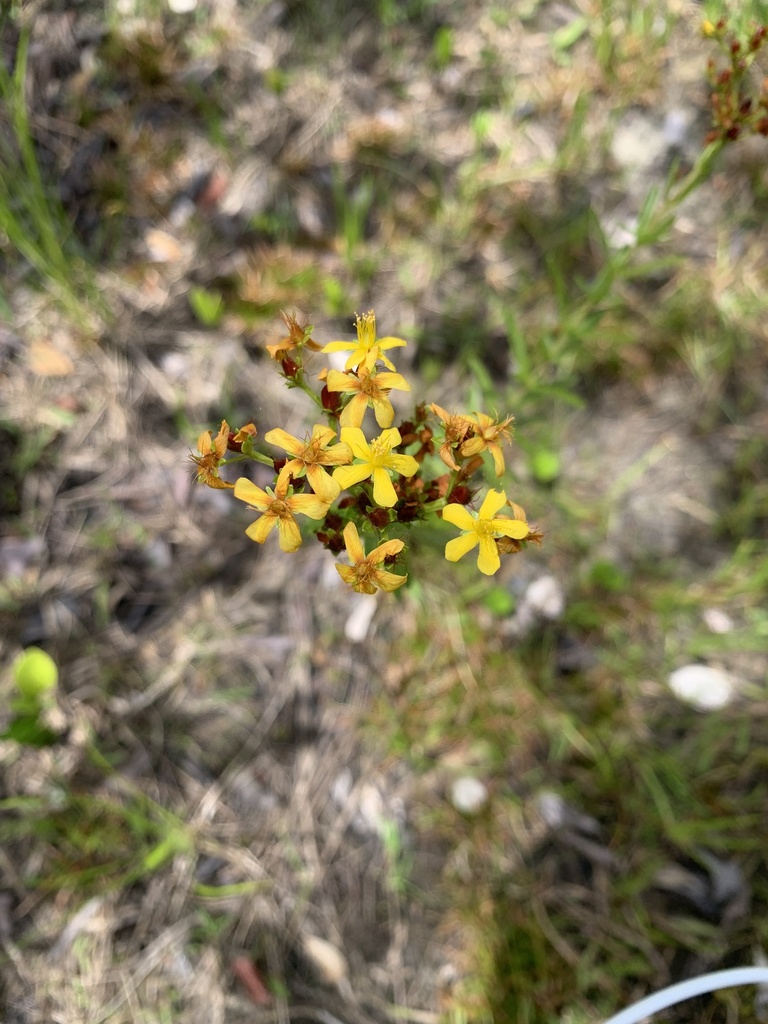 roundpod St. John's-wort from Apoxee Trail, West Palm Beach, FL, US on ...