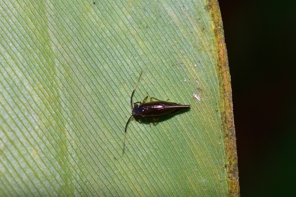 Lizard Barklice from Taichung, TW-TG, TW on May 28, 2018 at 10:13 AM by ...