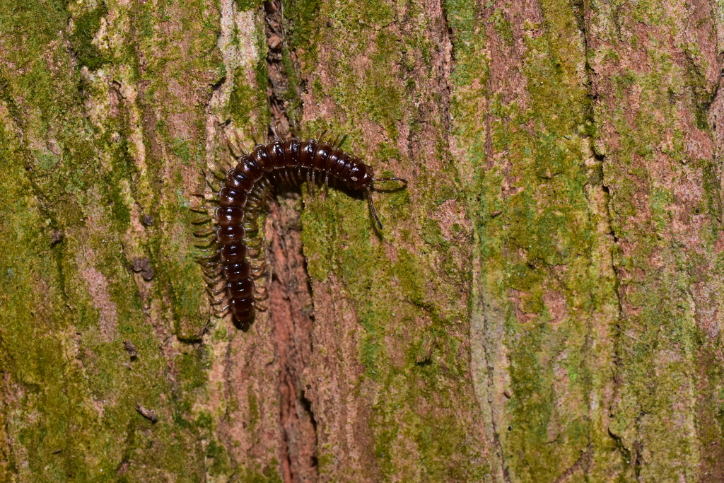 Greenhouse Millipede from Taichung, TW-TG, TW on May 26, 2018 at 08:53 ...