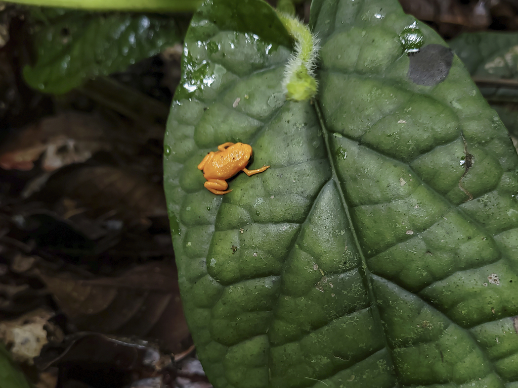 Vargem Alta Flea Toad from Castelo - ES, Brasil on August 08, 2021 at ...