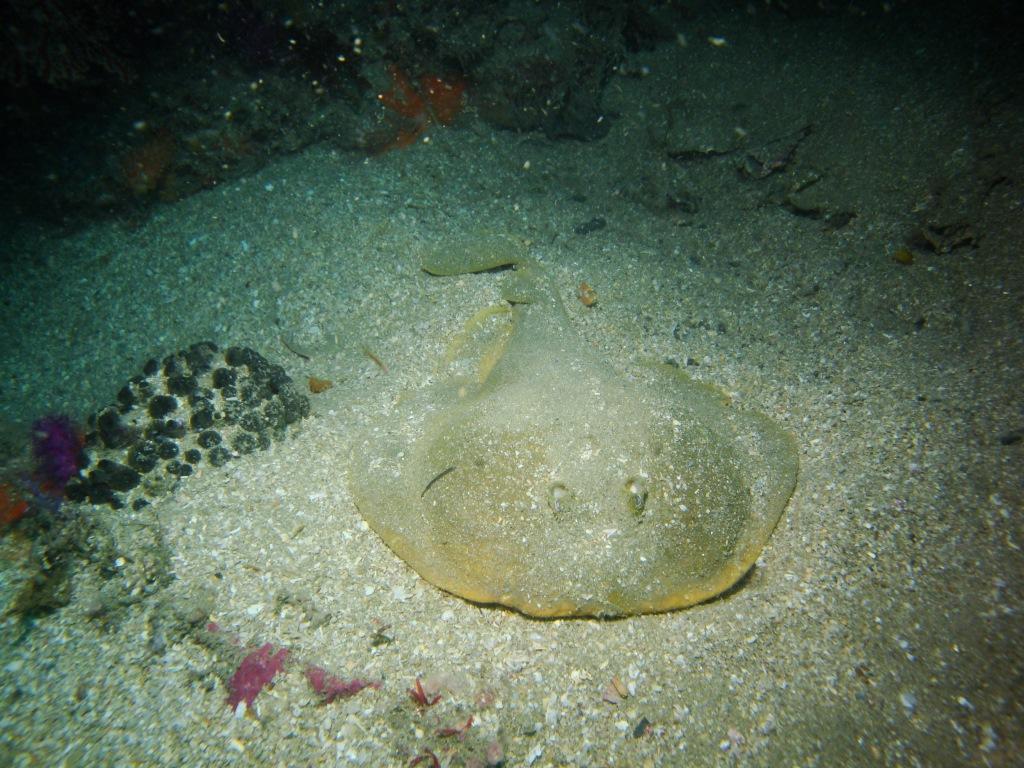 Narke capensis (Gmelin, 1789)