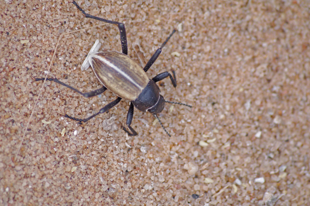 Humbug Toktokkie (Tenebrionidae (Darkling Beetles) of Southern Africa ...